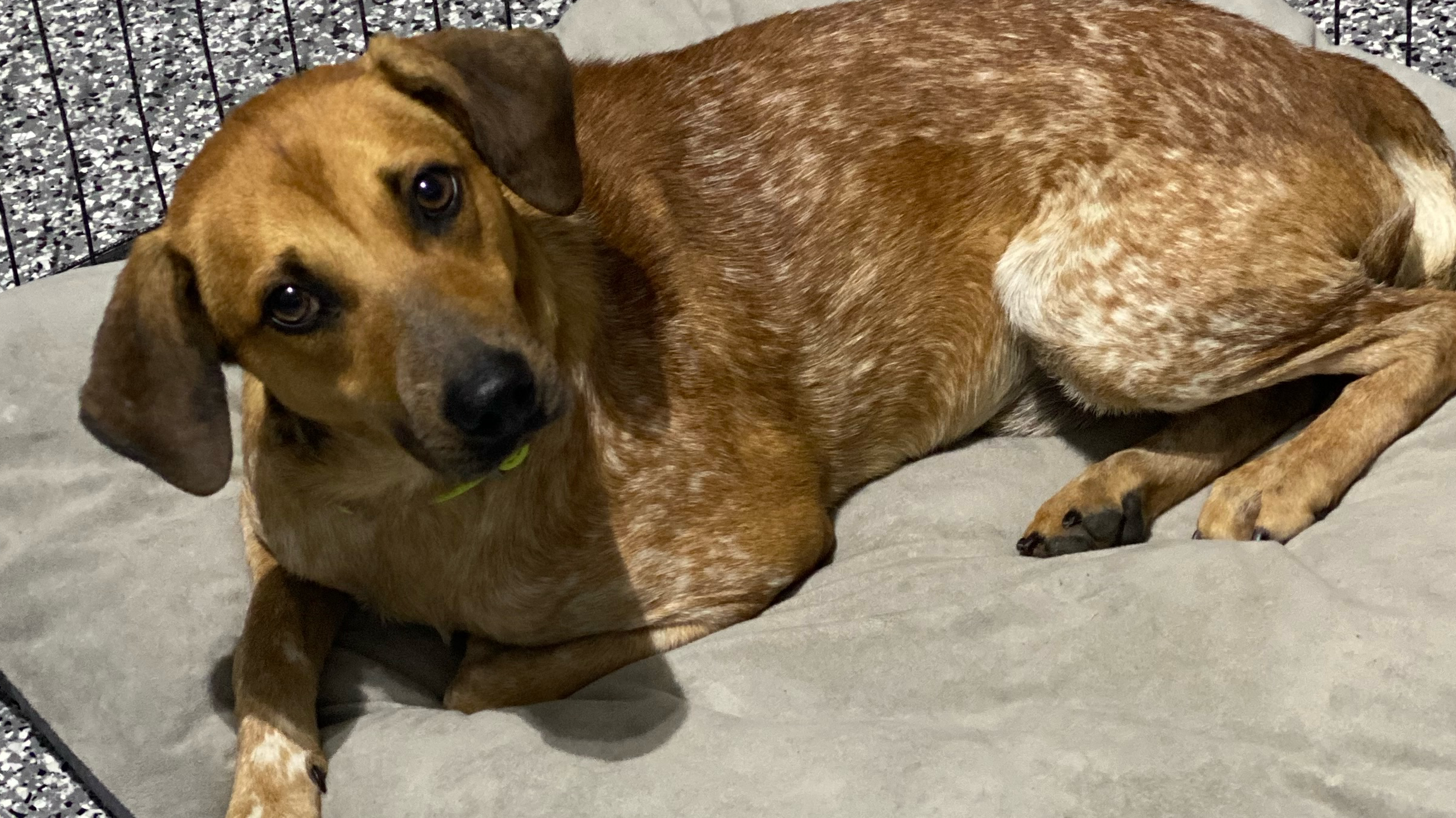 GiveSendGo | Otis heart-worm treatment