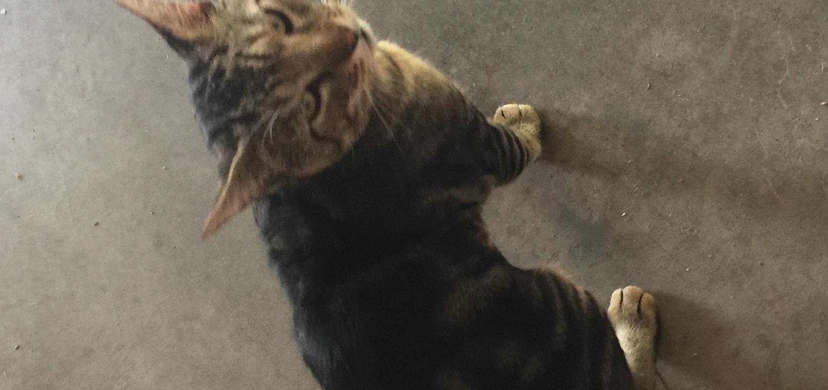 GiveSendGo | Vet help for Skeeter cat