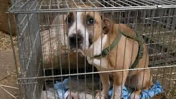 GiveSendGo | Rwanda dog rescue mission