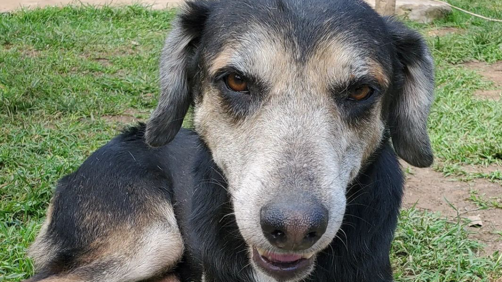 GiveSendGo | Saving and treating stray dogs and cats