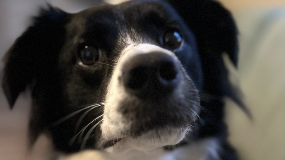 GiveSendGo | Help judgy dog