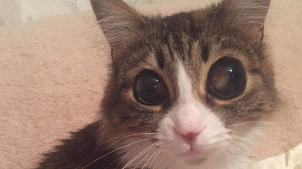 GiveSendGo | Save Noodle The Cat
