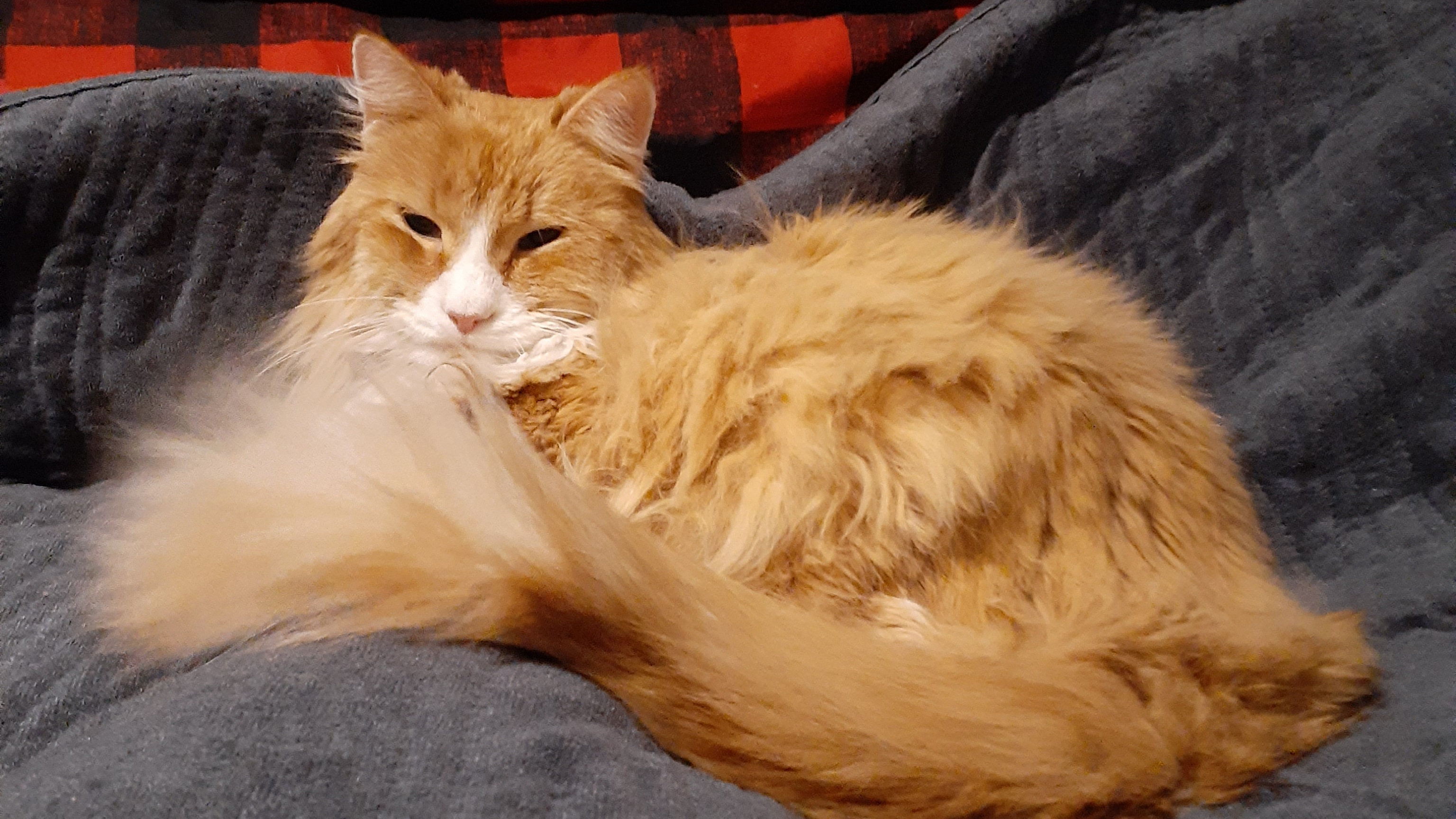GiveSendGo | RIP Mittens