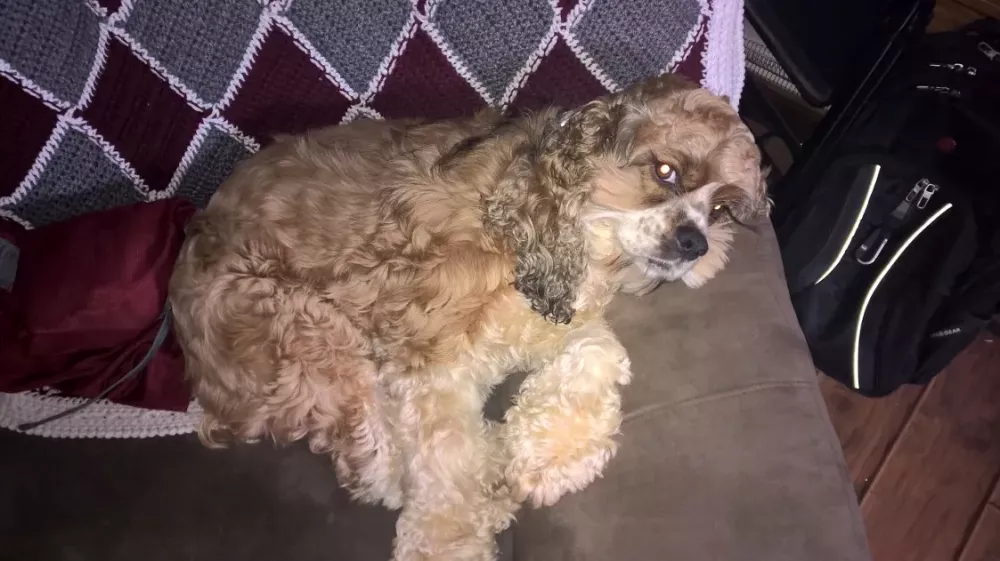 GiveSendGo | Surgery for My dog Letty
