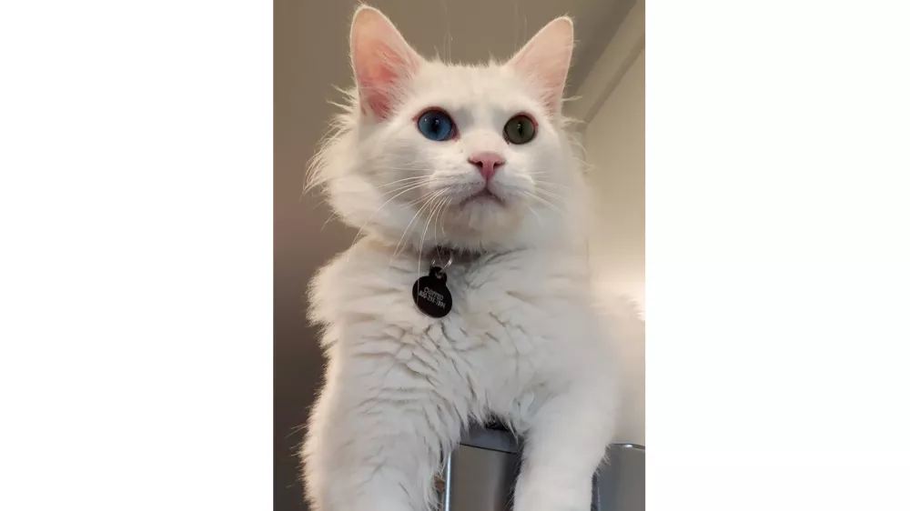 GiveSendGo | Help Jo save her wonderful cat Moose
