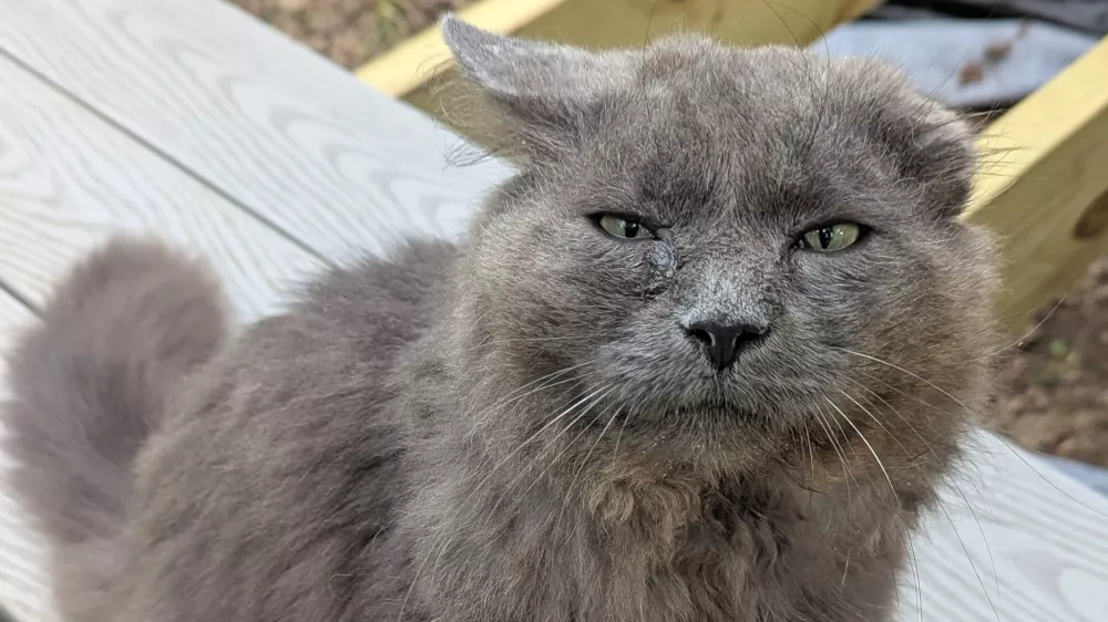 GiveSendGo | Surgery for Smokey