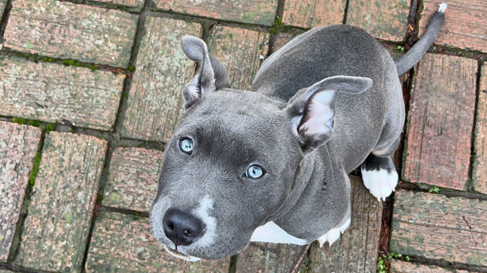 GiveSendGo | Helping get dogs off the streets and other pets
