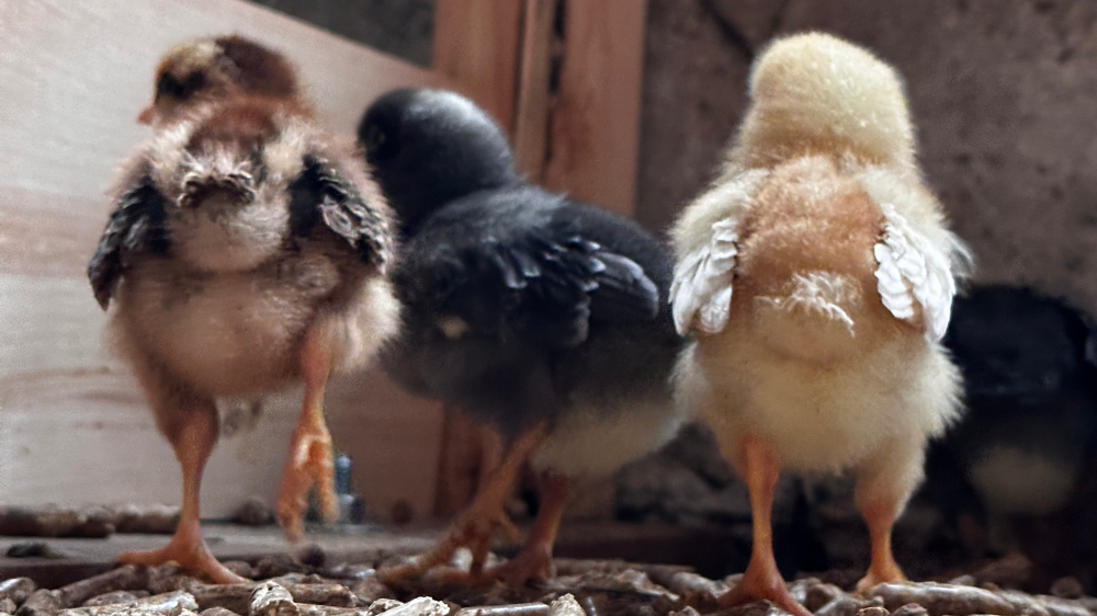 GiveSendGo | Adopt A Chick Round Two!